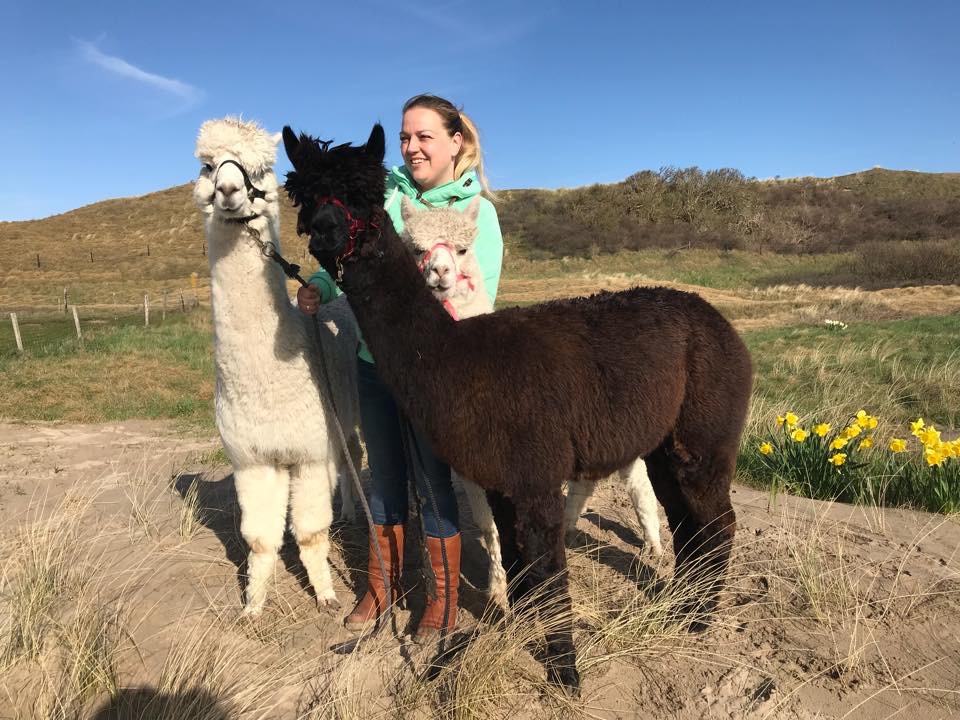 Wandelen met alpaca’s